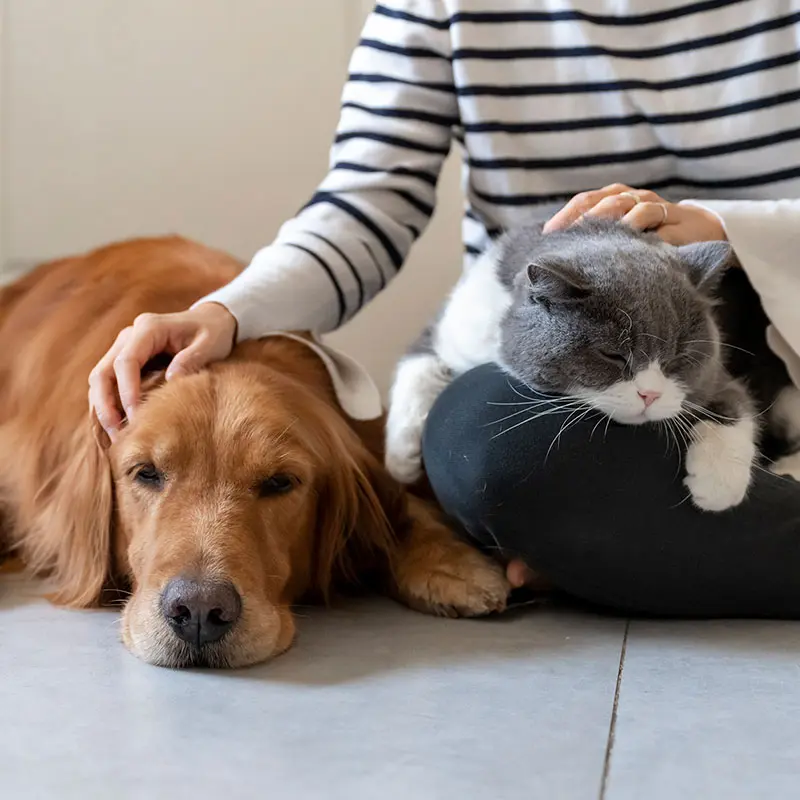 奇华顿推出了全新的PetTech平台 | Givaudan